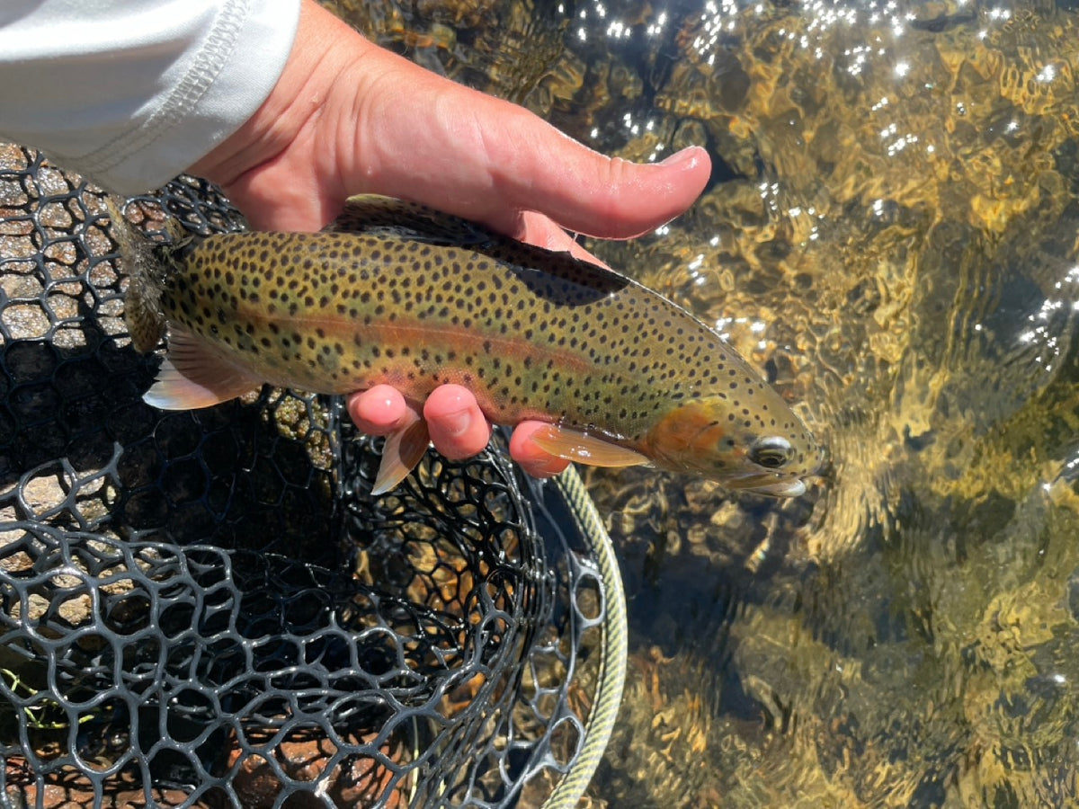 Fishery Overview: Clear Creek — Golden Fly Shop