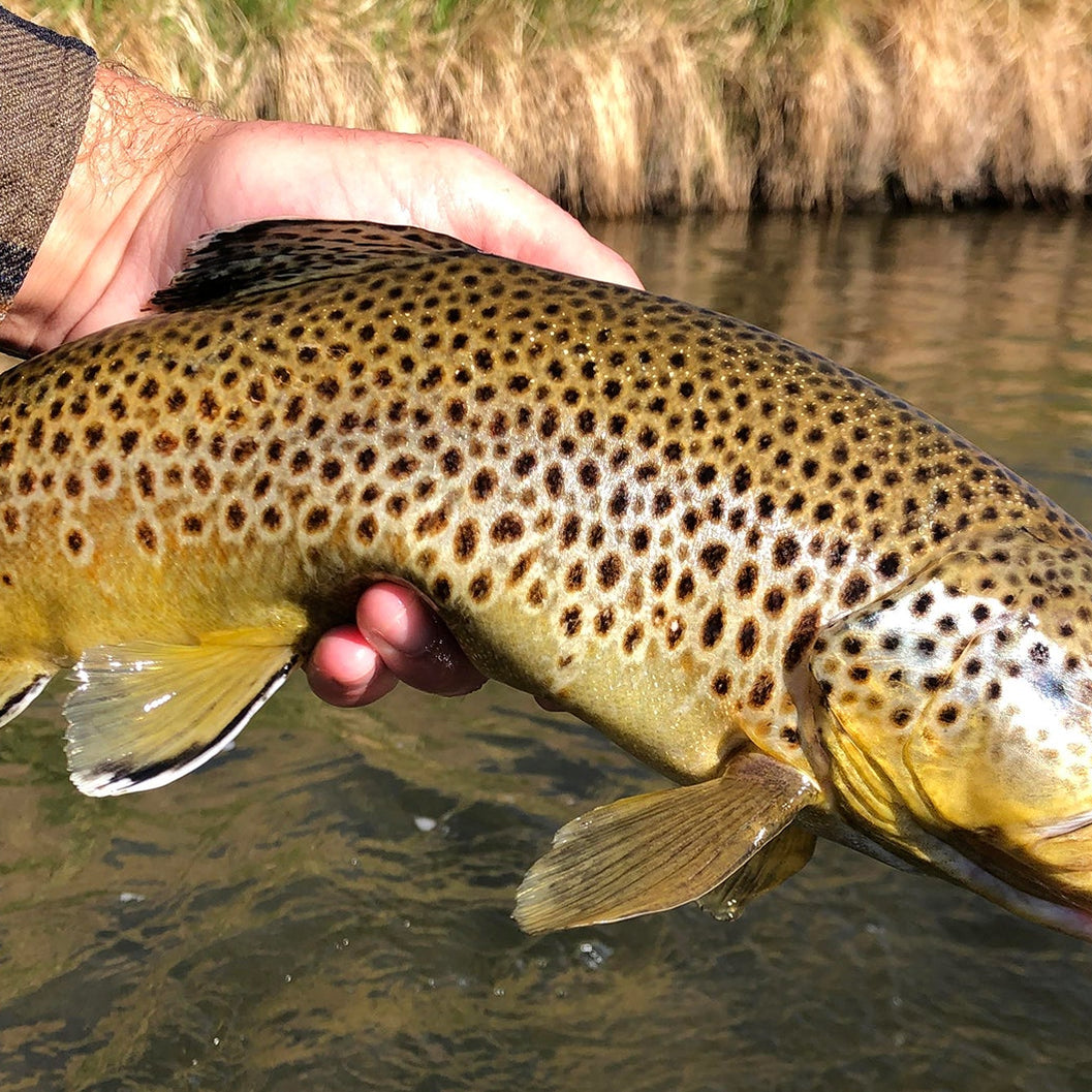 Fly Fishing Equipment & Supplies | Golden Fly Shop