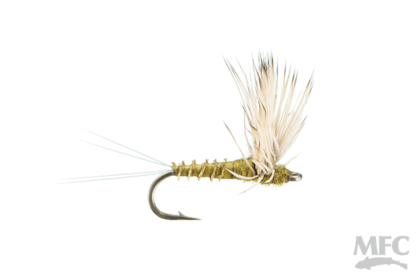 Comparadun - BWO - 3 Pack — Golden Fly Shop