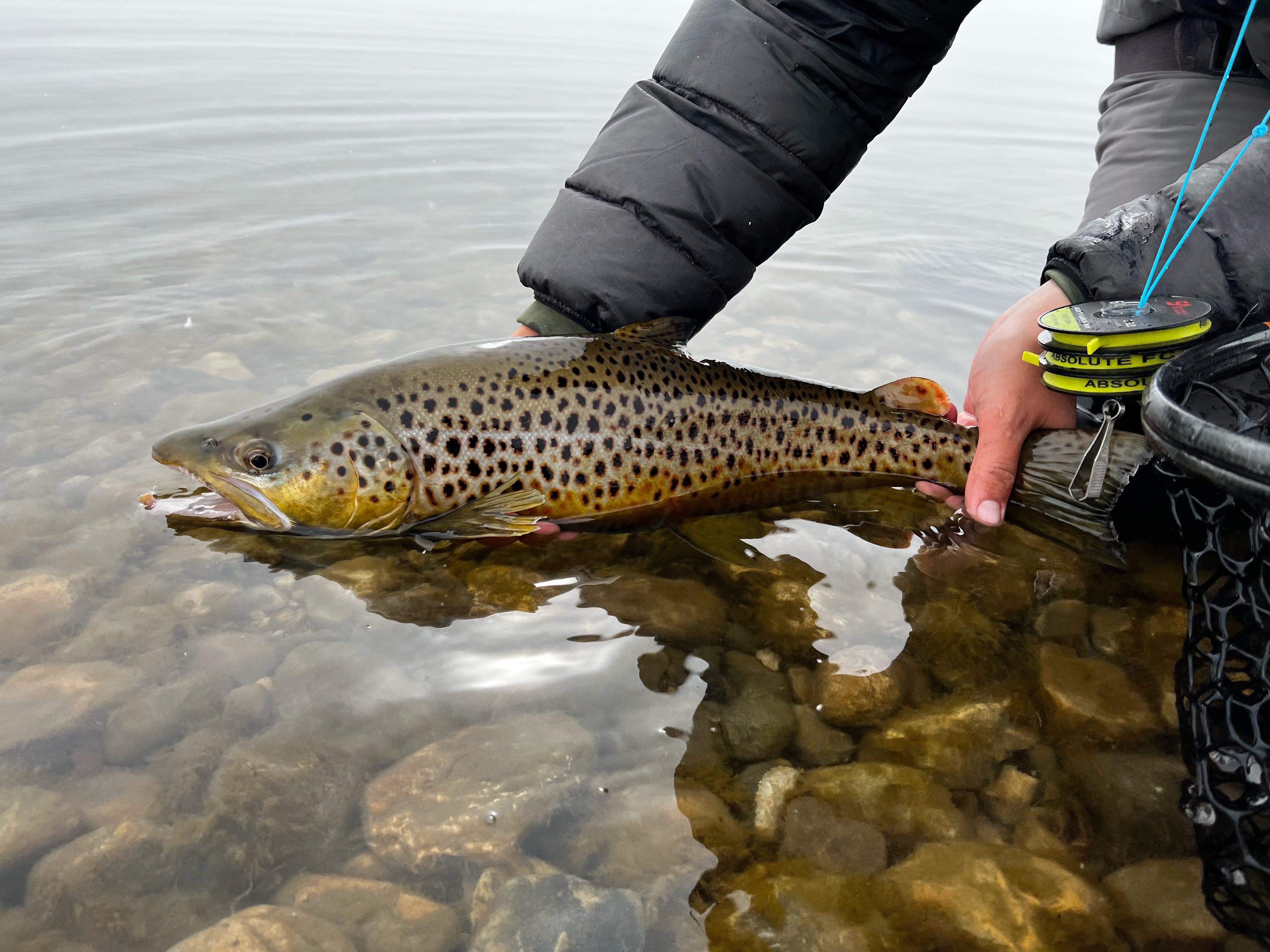 Golden Fly Shop